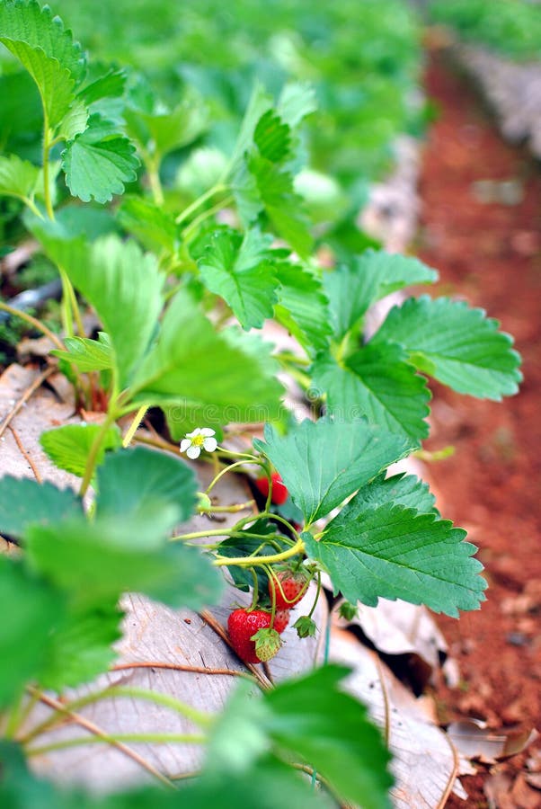 Strawberry in garden stock photo. Image of herb, food - 34298106