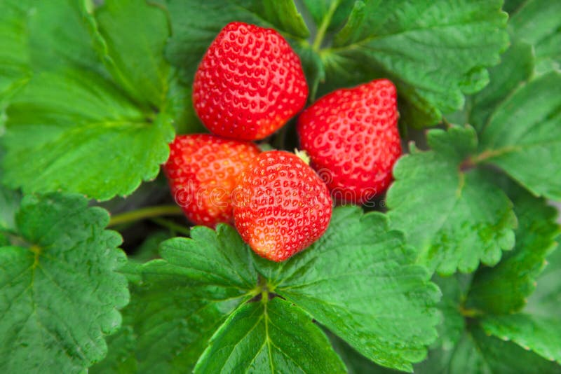 Strawberry with green leaf stock photo. Image of farm - 28429094