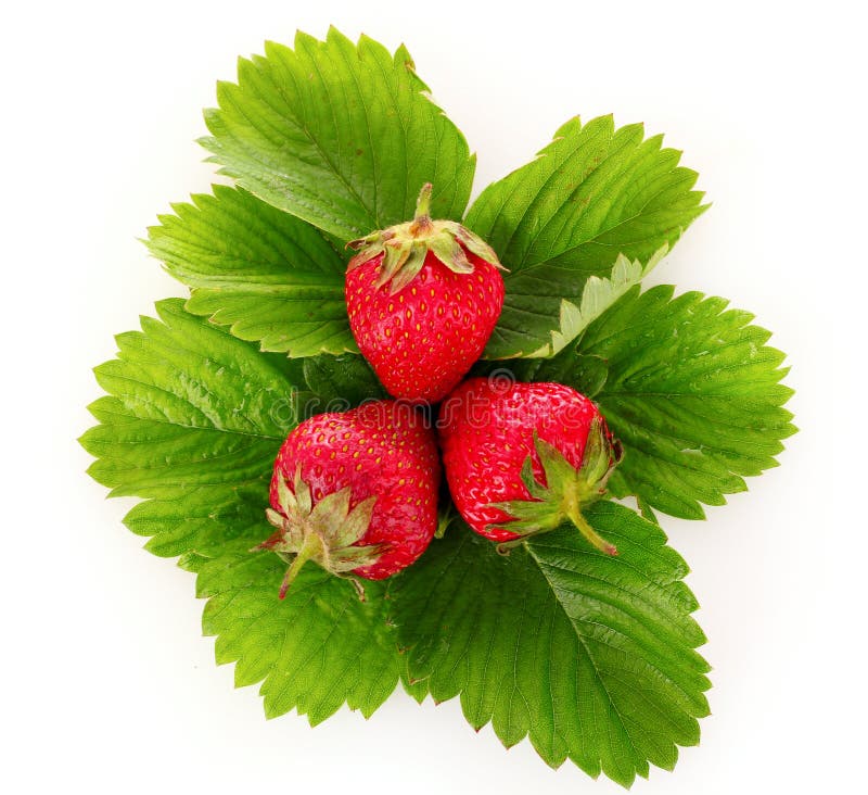 Strawberry with Green Leaves Isolated Stock Photo - Image of beautiful ...