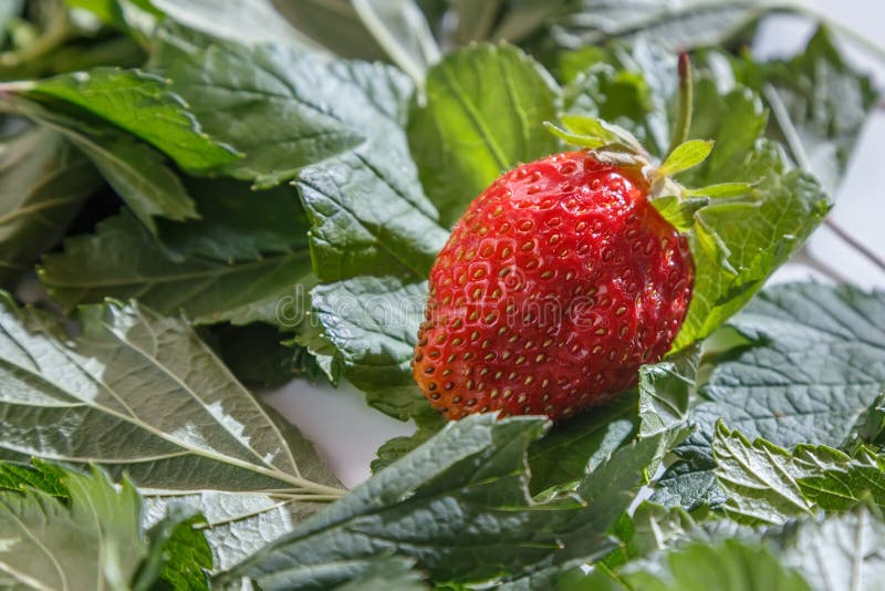 Strawberry on green leaves stock photo. Image of sweet - 95882866