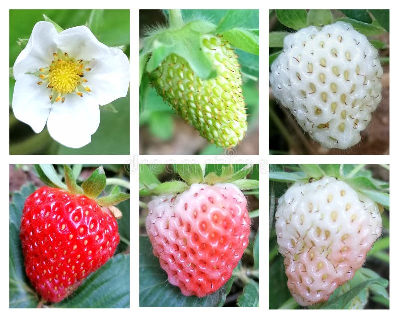 Strawberry Growing Stages from My Garden Stock Image - Image of stages ...