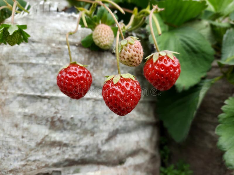 Strawberry grows stock photo. Image of strawberry, fruit - 294037642