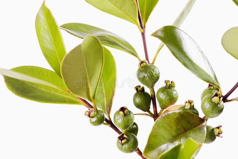 Psidium Cattleianum Cattley Guava, Strawberry Guava or Cherry Guava, is ...