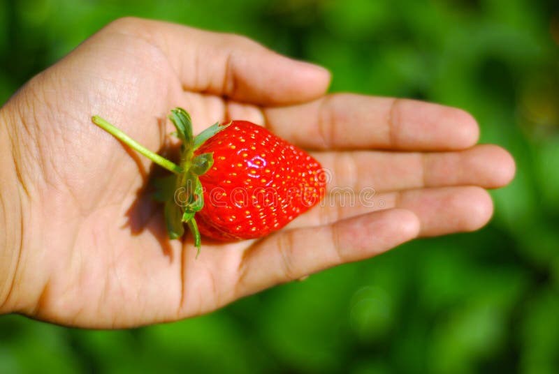 Strawberry in hand stock photo. Image of natural, balance - 25155372
