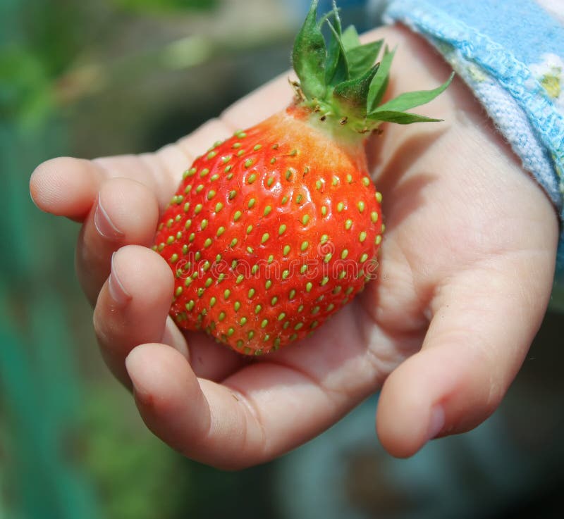 Strawberry in hand stock photo. Image of juicy, green - 13249442