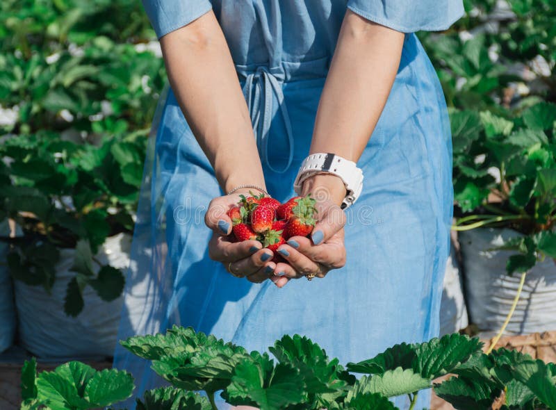 Strawberry in the Hand of Fruit Farmer Stock Photo - Image of nature ...
