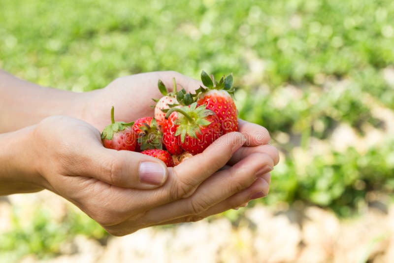 Strawberry in the Hands of a Woman Stock Image - Image of tasty, berry ...