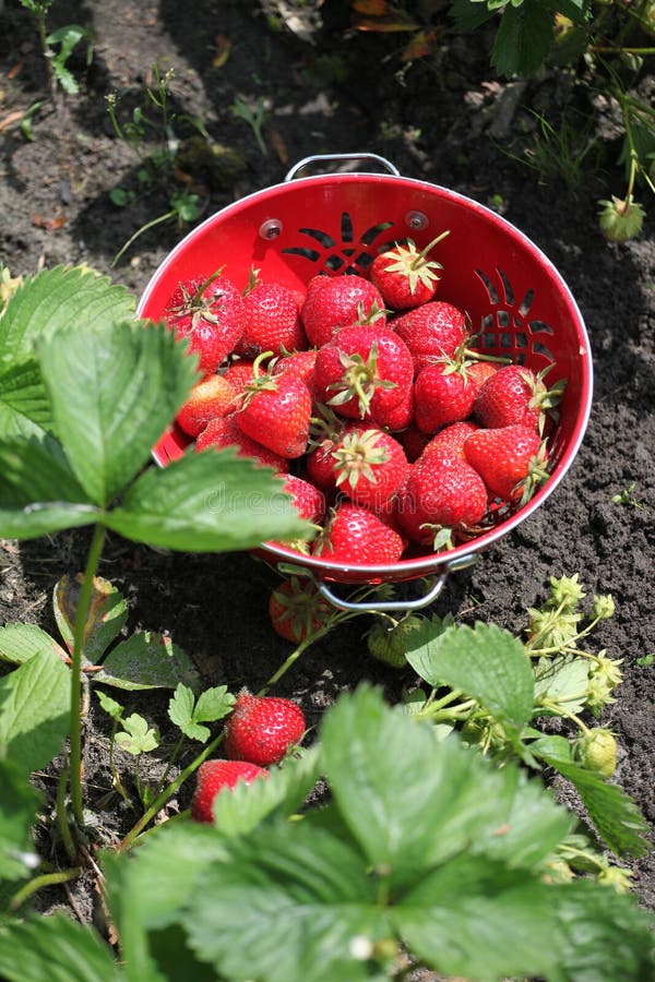 Strawberry harvest in june stock image. Image of tasty - 9611115