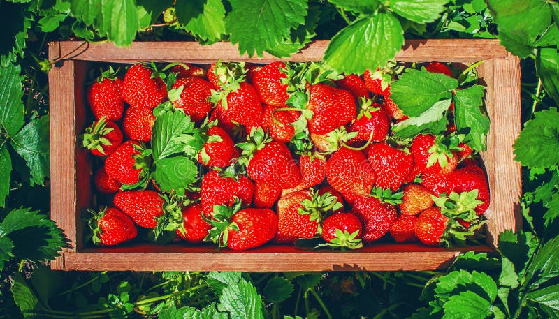 Strawberry Home from the Garden. Stock Image - Image of baby, kids ...