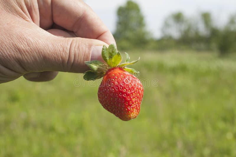 Strawberry. stock image. Image of snack, fruit, strawberry - 42197205