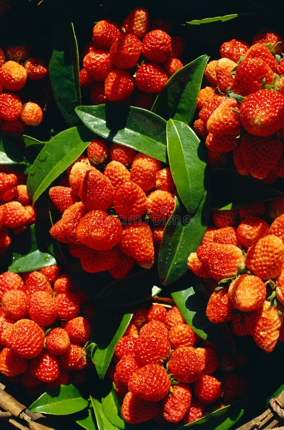 Strawberry fruits for sale stock image. Image of healthy - 348659201