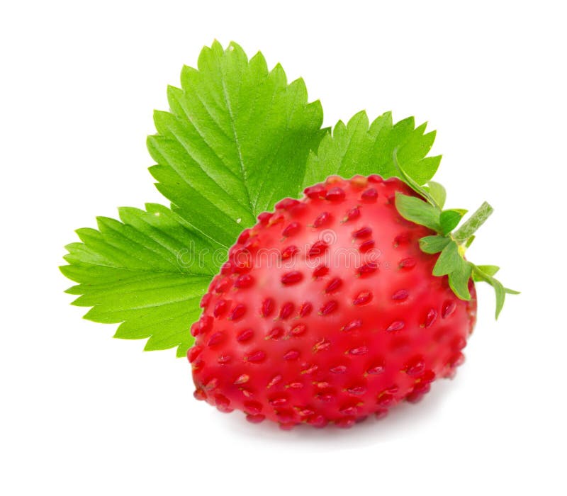 Strawberry isolated stock photo. Image of ripe, refreshing - 44036954