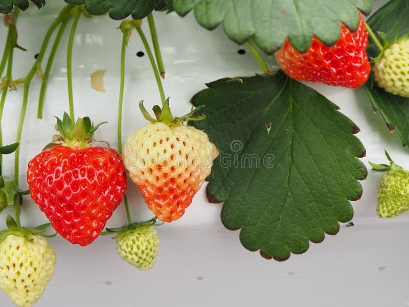 Strawberry in Japan. stock image. Image of farm, delicious - 93597669