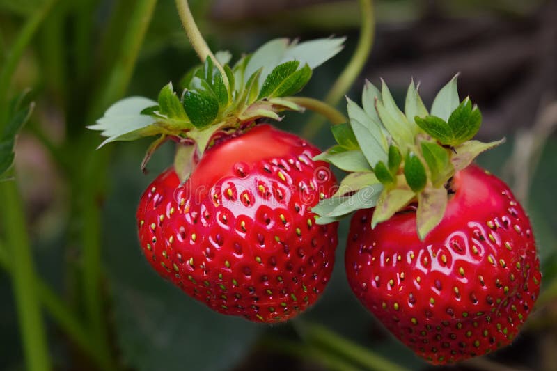 Strawberry Large Red Berry Closeup, Natural Stock Image - Image of ...