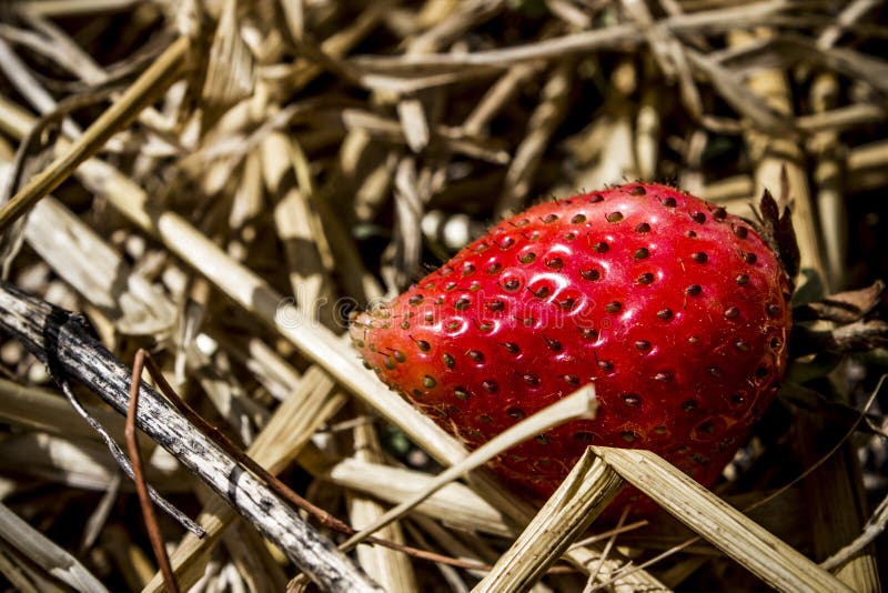 A Strawberry stock photo. Image of natural, strawberry - 30973026