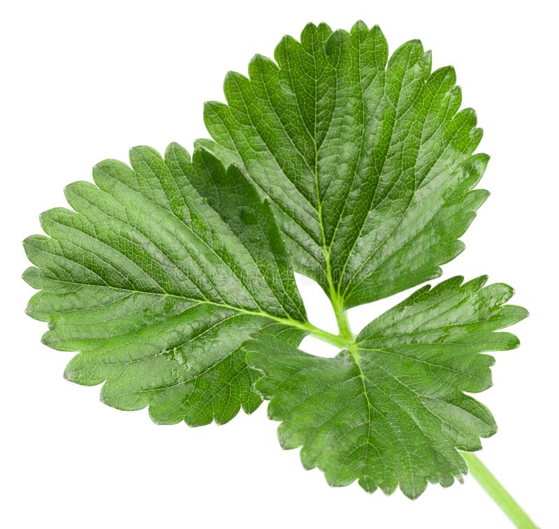 Strawberry leaf stock image. Image of fresh, spring, leaf - 18780205