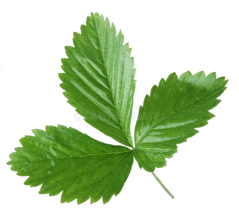 Strawberry leaf stock photo. Image of summer, leaf, botanical - 23319646