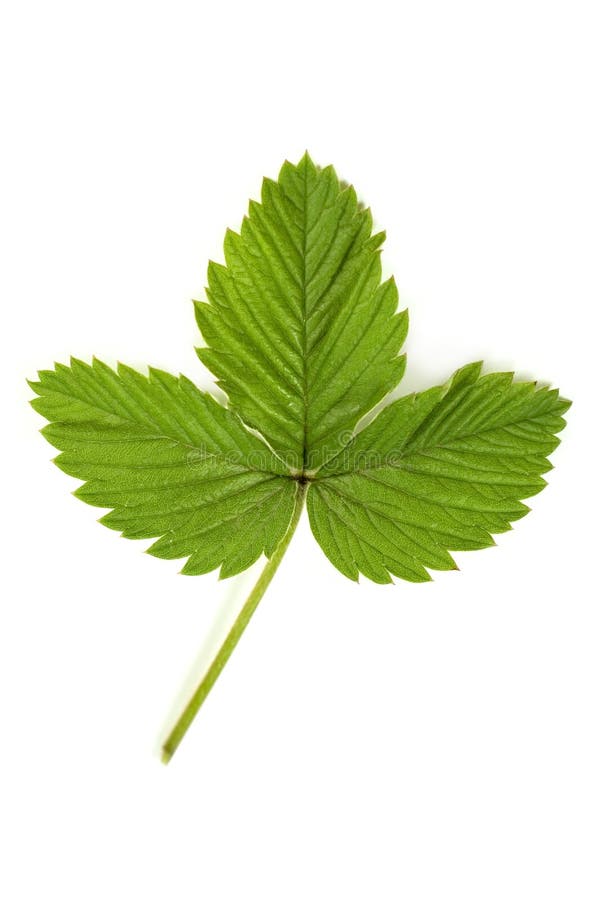 Strawberry leaf stock image. Image of green, nature, leaf - 24994969