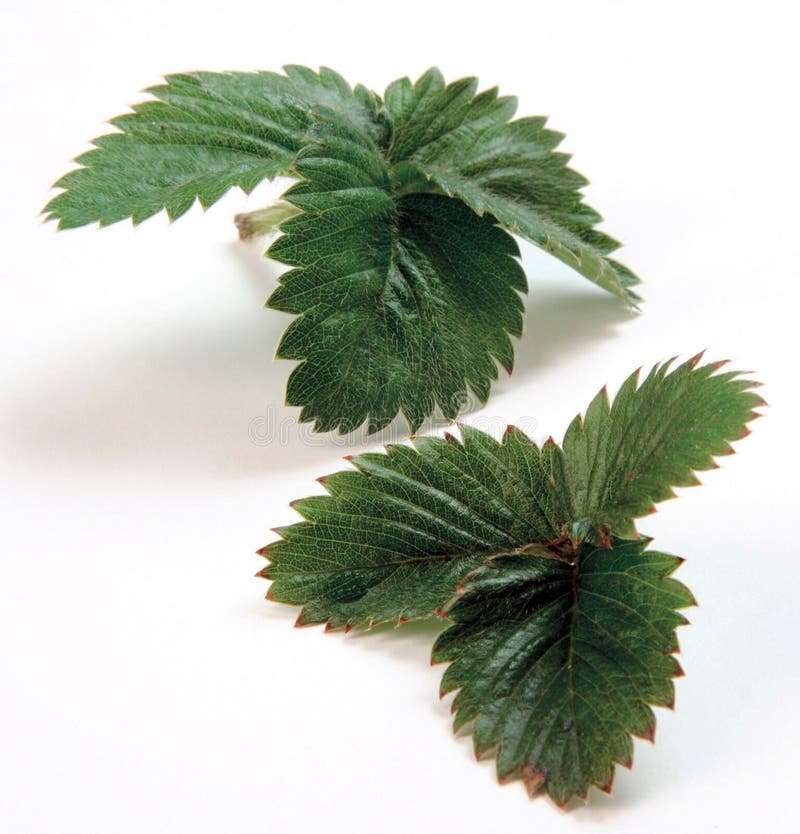 Strawberry Bracts stock image. Image of bracts, isolated - 13545587