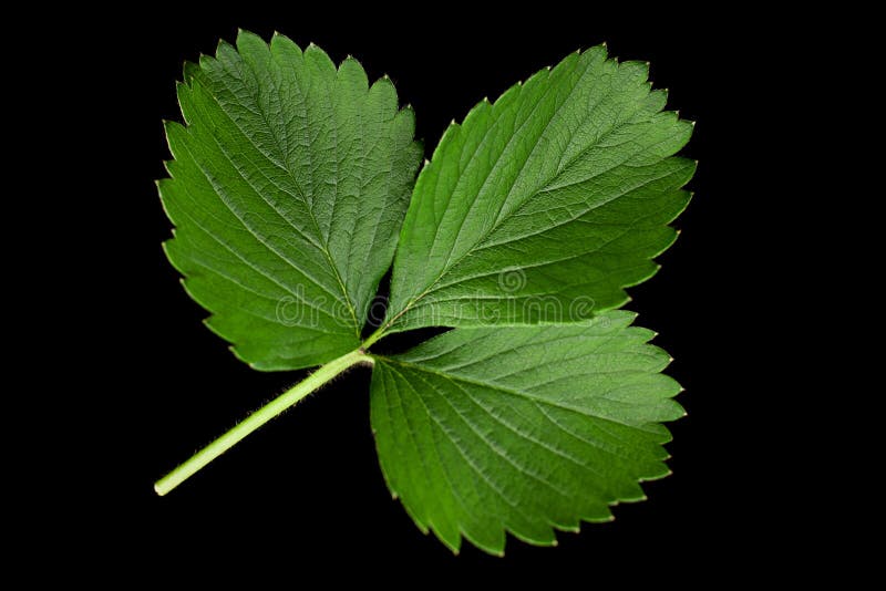Strawberry leaf closeup stock image. Image of fresh - 260708953
