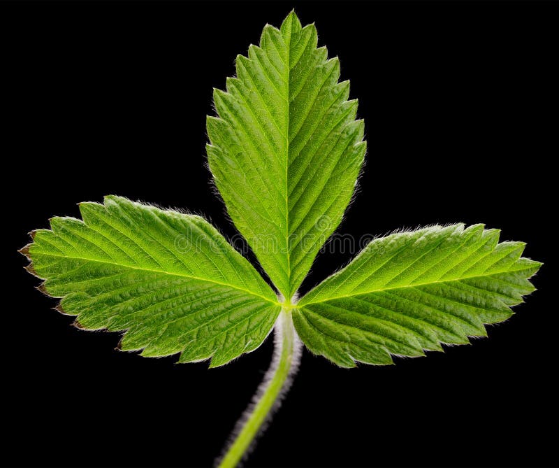 Strawberry leaf stock image. Image of leaf, photosynthesis - 53234781