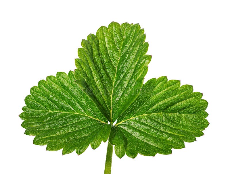 Strawberry leaf isolated stock image. Image of strawberry - 92148425