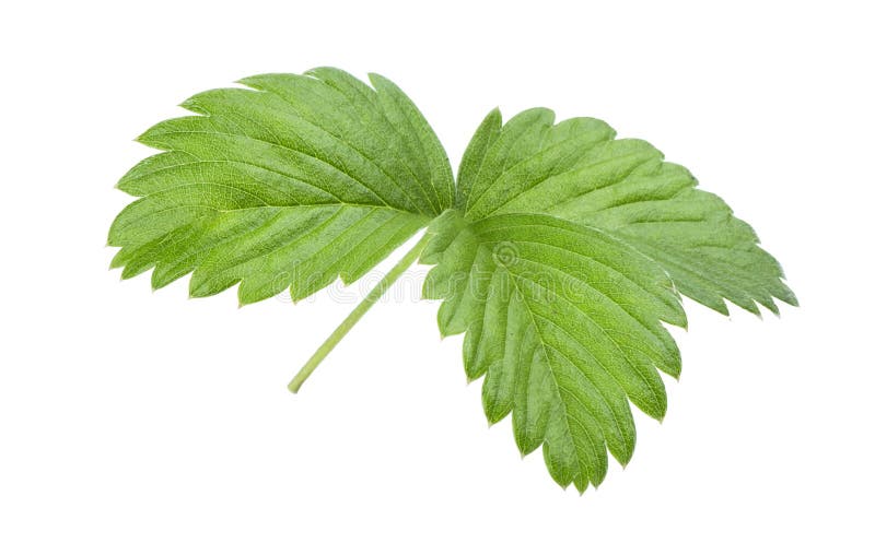 Strawberry leaf stock photo. Image of isolated, healthy - 147423768