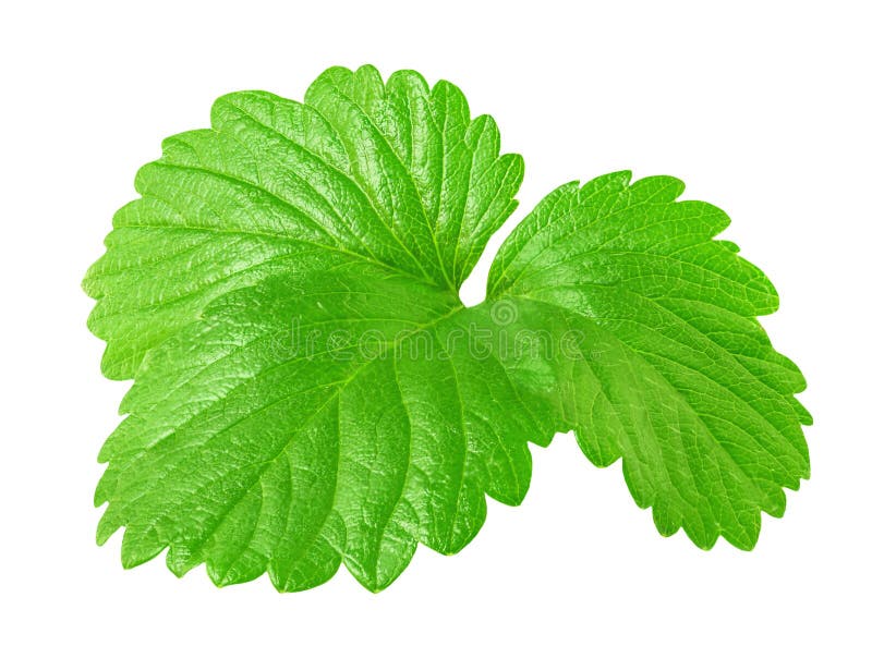 Strawberry Leaf Isolated on White Background. Fresh Green Strawberry ...