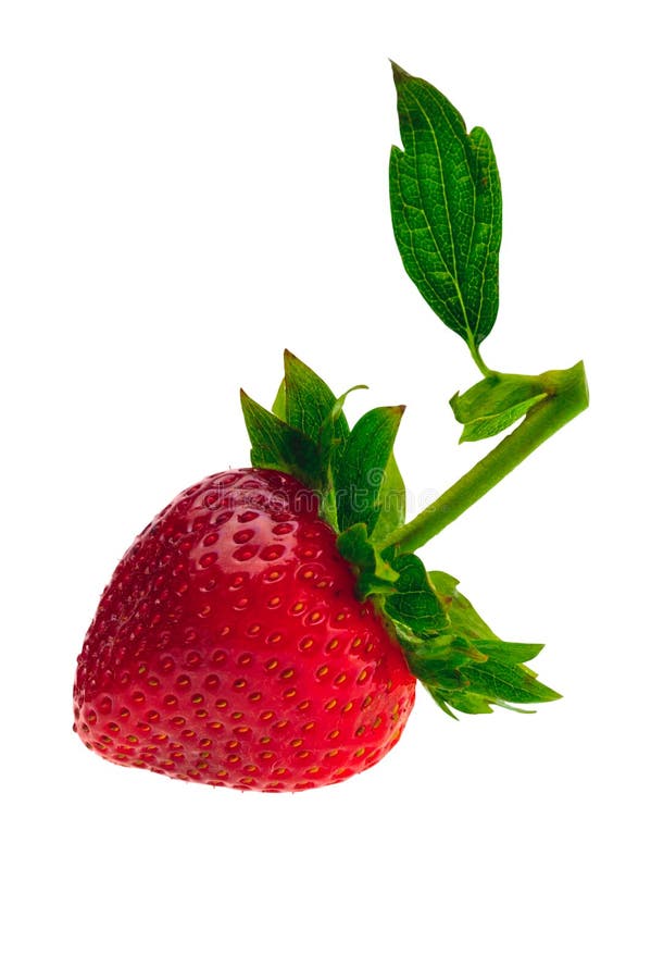 Strawberry with Leaf stock photo. Image of leaf, single - 50945008