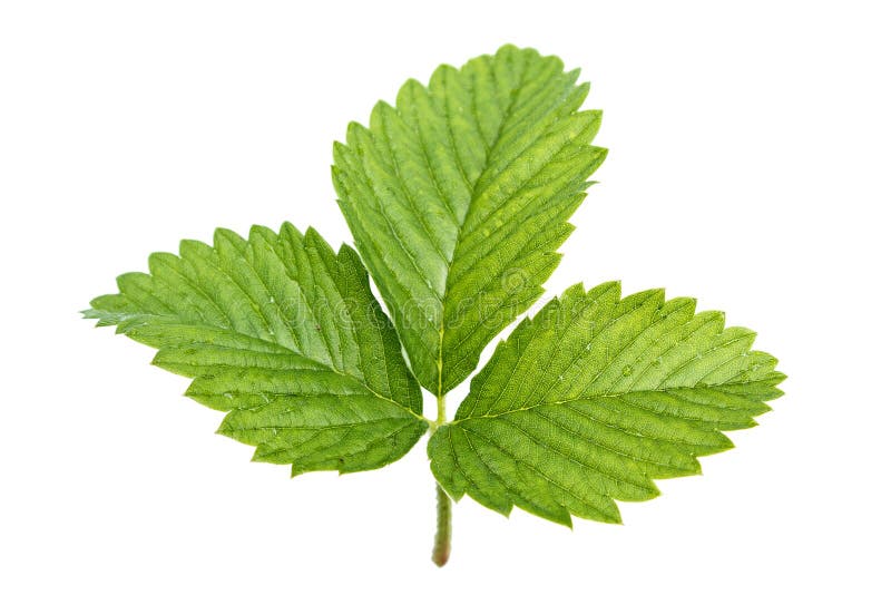 Strawberry Leaf Isolated on White Background. the Texture of the Leaf ...