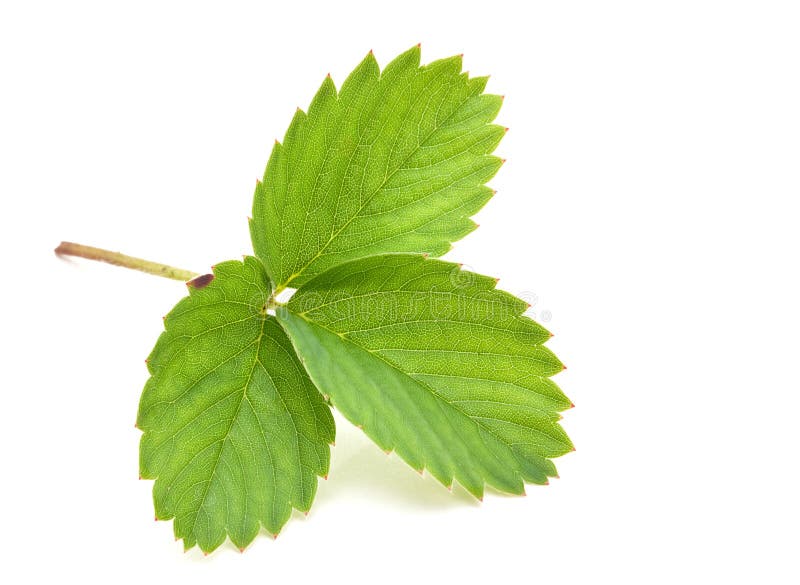 Strawberry leave stock photo. Image of green, white, strawberry - 21304528