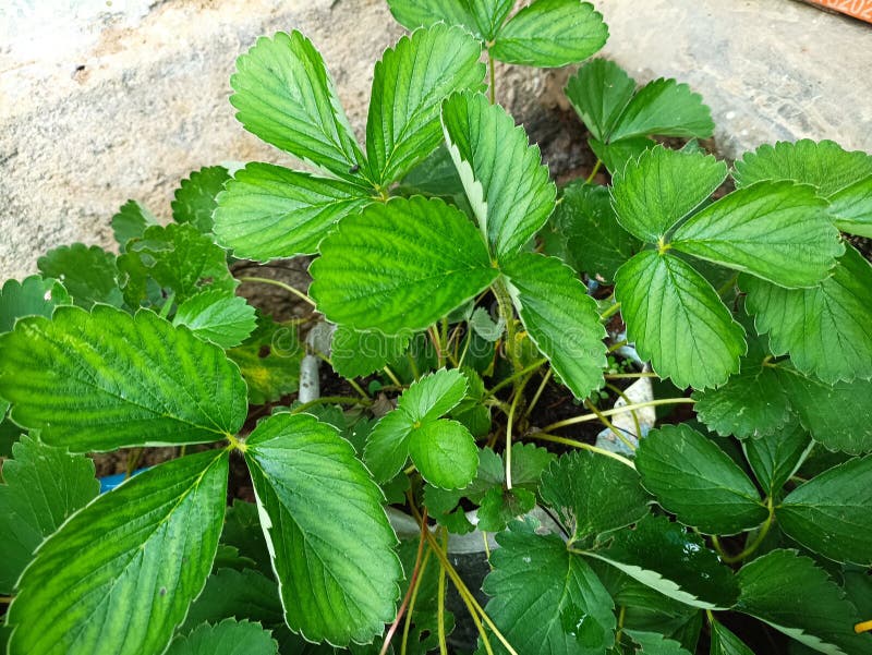 This is Strawberry Leave without the Fruit, they Planted by Polybag ...