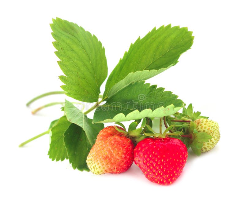 Strawberry with leaves stock photo. Image of green, dessert - 26863780