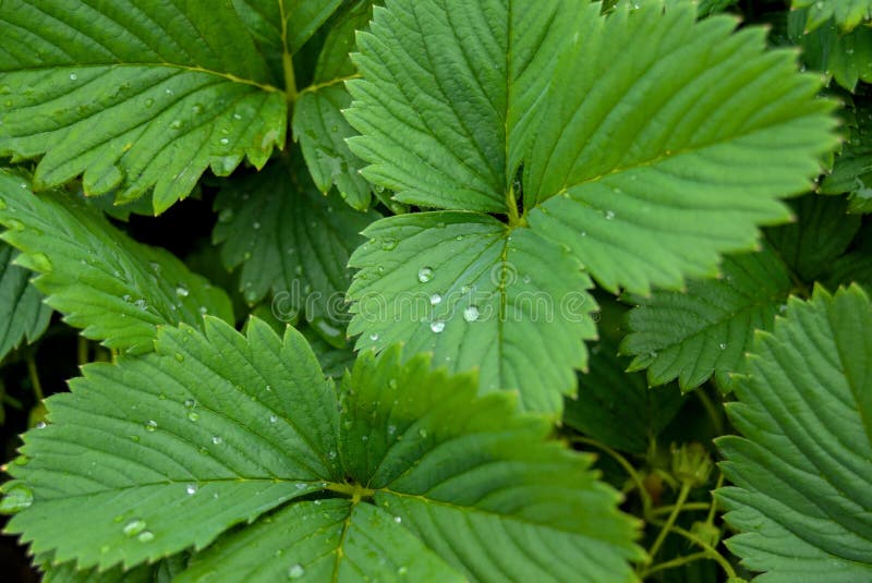 Strawberry Leaves in the Garden after Rain Stock Photo - Image of ...