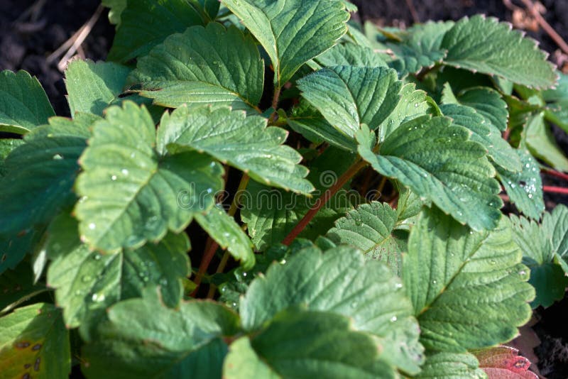 Strawberry leaves stock photo. Image of brown, strawberry - 103708616