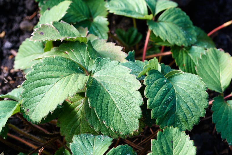 Strawberry leaves stock image. Image of black, soil - 103708673