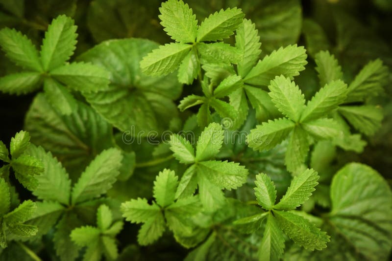 Strawberry Leaves Green Texture Stock Photo - Image of ecosystem, color ...