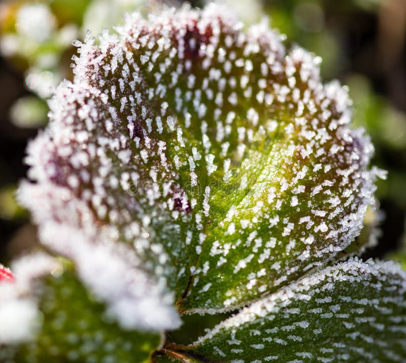 Strawberry Leaves in the Icy Autumn Stock Photo - Image of texture ...