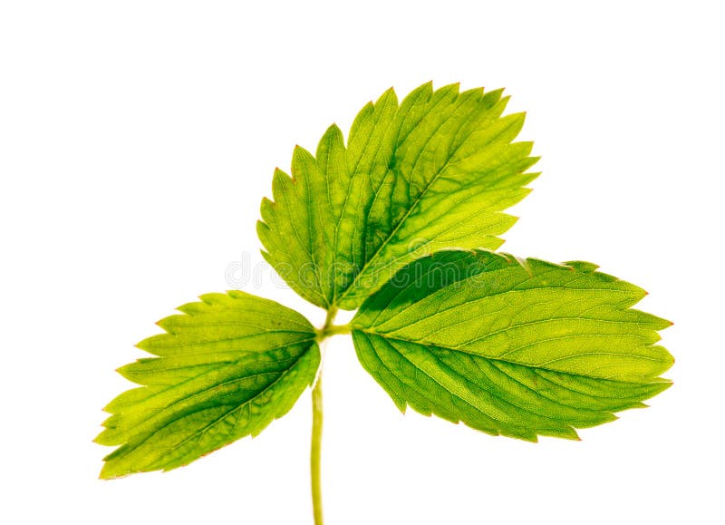 Strawberry leaves isolated stock image. Image of flora - 20482109