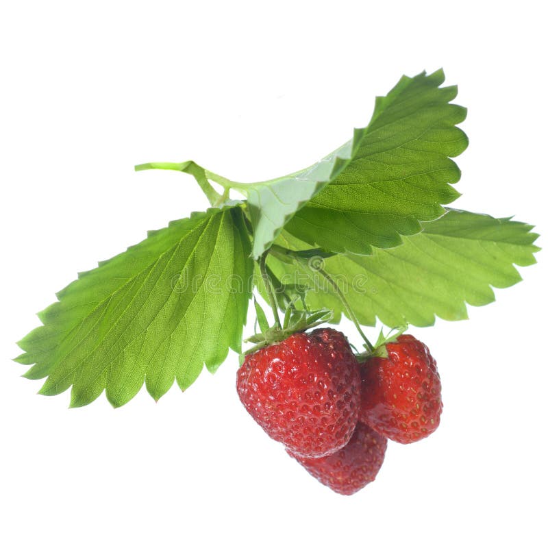 Strawberry with Leaves Isolated on White Stock Image - Image of close ...