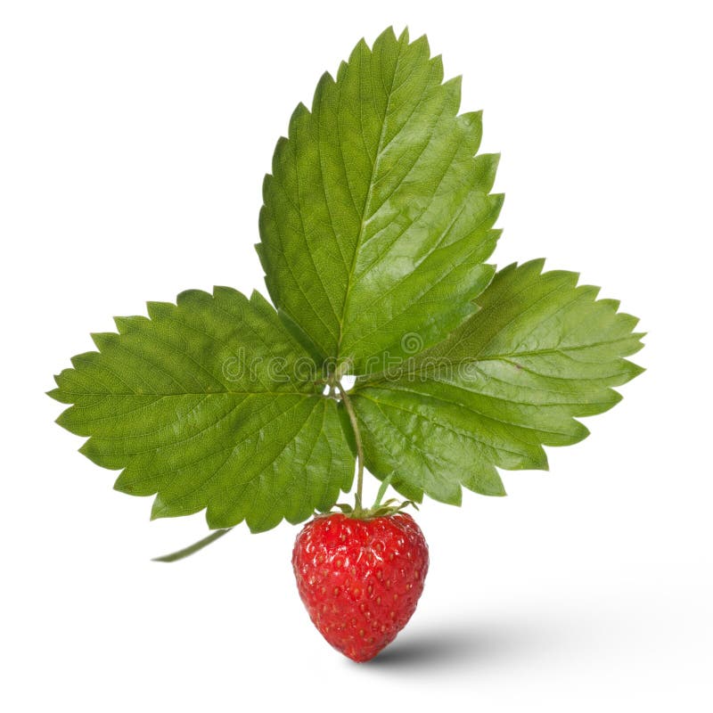 Strawberry with Leaves Isolated Stock Image - Image of strawberry ... Strawberry with Leaves Isolated Stock Image - Image of strawberry ...