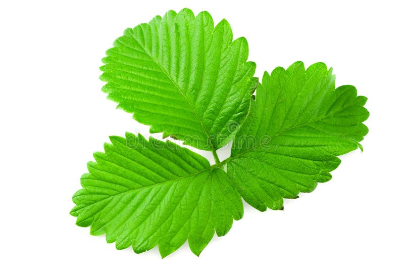 stock image. Image of strawberries, fresh, healthy - 181904345