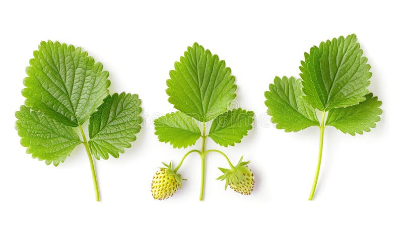 Strawberry leaves isolated stock illustration. Illustration of isolated ...
