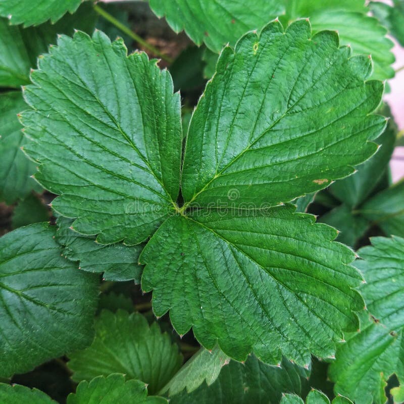 Strawberry Leaves Look so Fresh Stock Image - Image of plant, shrub ...