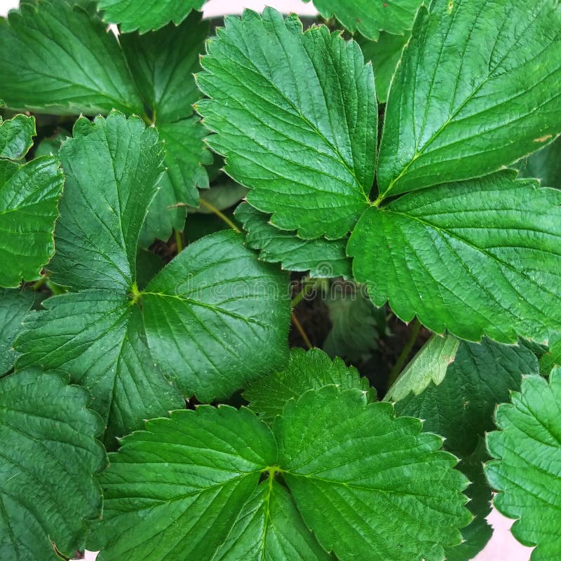 Strawberry Leaves Looks so Fresh Stock Image - Image of leaf, vegetable ...