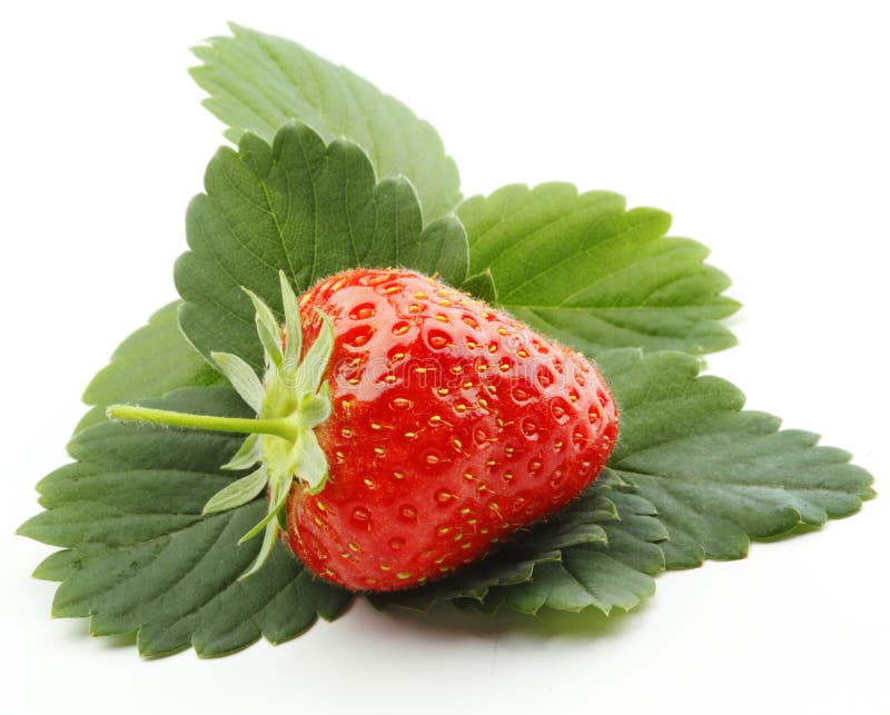Strawberry with leaves stock photo. Image of juicy, strawberry - 31939642
