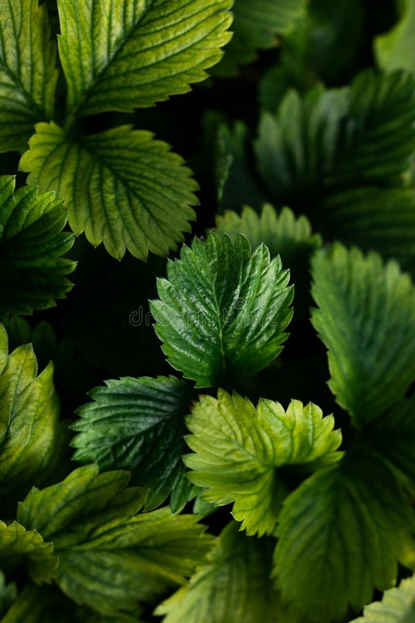 Strawberry leaves pattern stock image. Image of design - 190406411