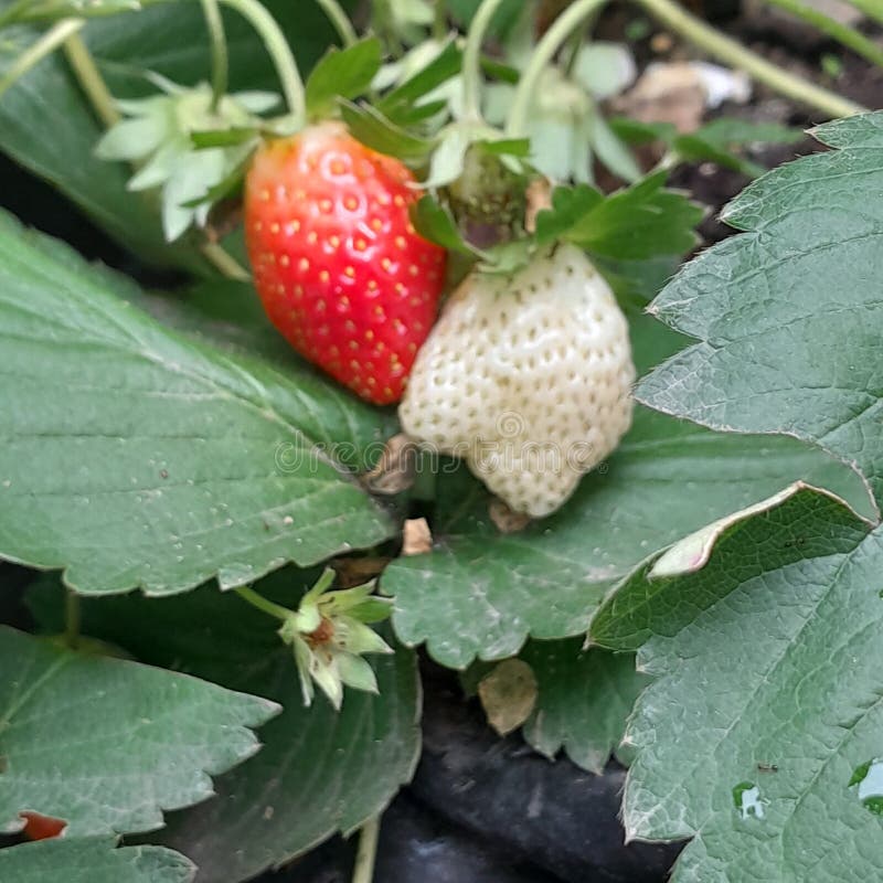 Strawberry that Looks Beautiful with a Sweet Taste Stock Image - Image ...