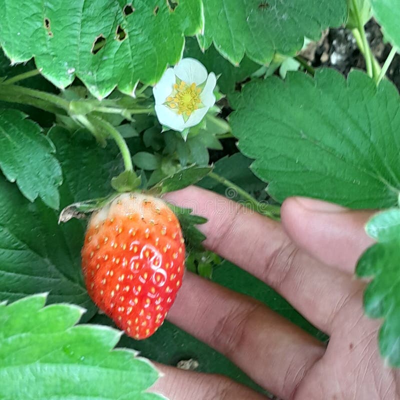 Strawberry that Looks Beautiful with a Sweet Taste Stock Photo - Image ...