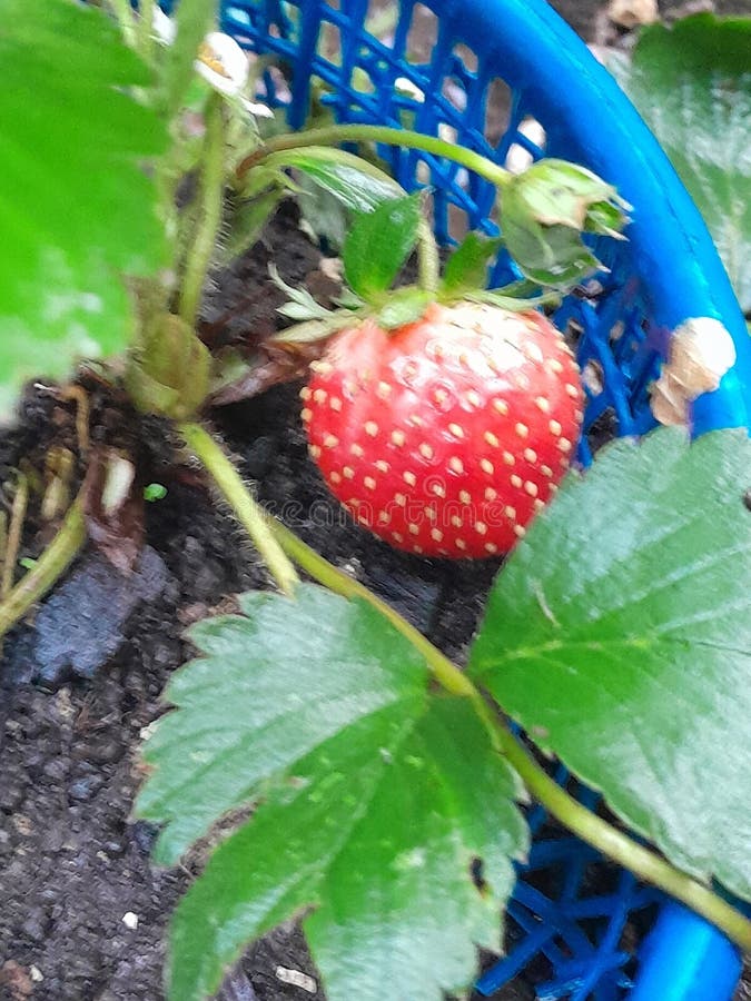 Strawberry that Looks Beautiful with a Sweet Taste Stock Image - Image ...